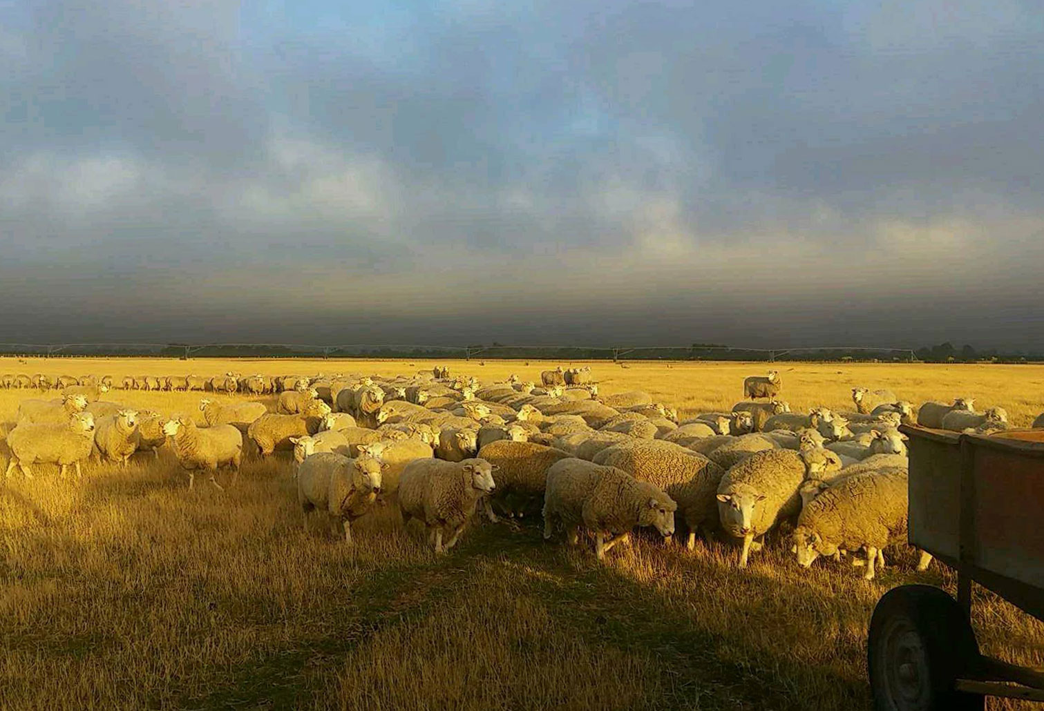 Photo Gallery | Cridge Seeds