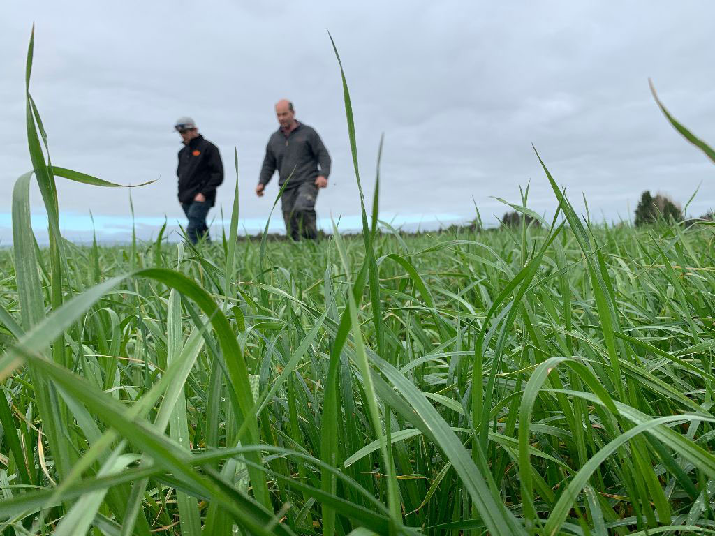 Perennials | Cridge Seeds